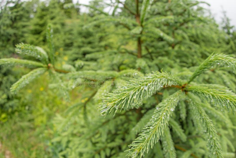 Spruce Tree with Drops of Water Stock Photo - Image of green, season ...