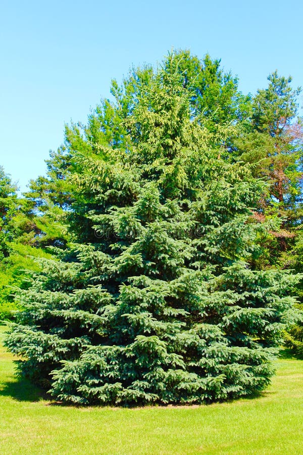 Spruce Tree stock photo. Image of green, tree, growing - 95671296