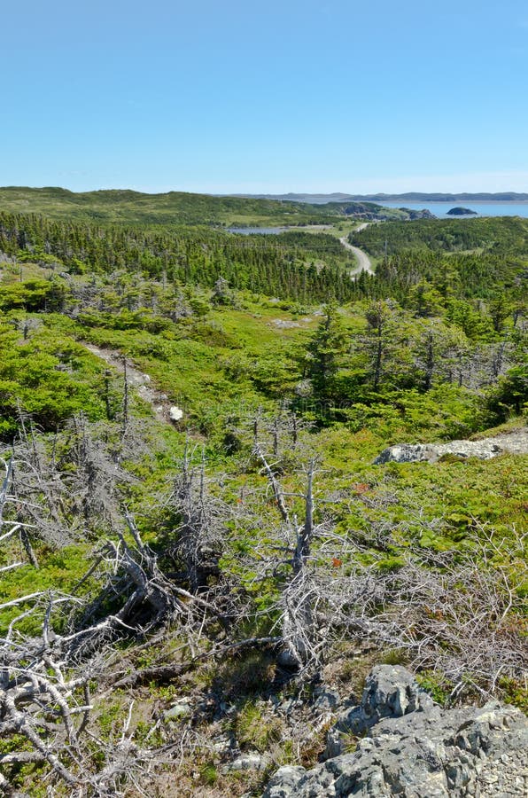 Spruce tree stock photo. Image of sunlight, canada, slope - 181829966