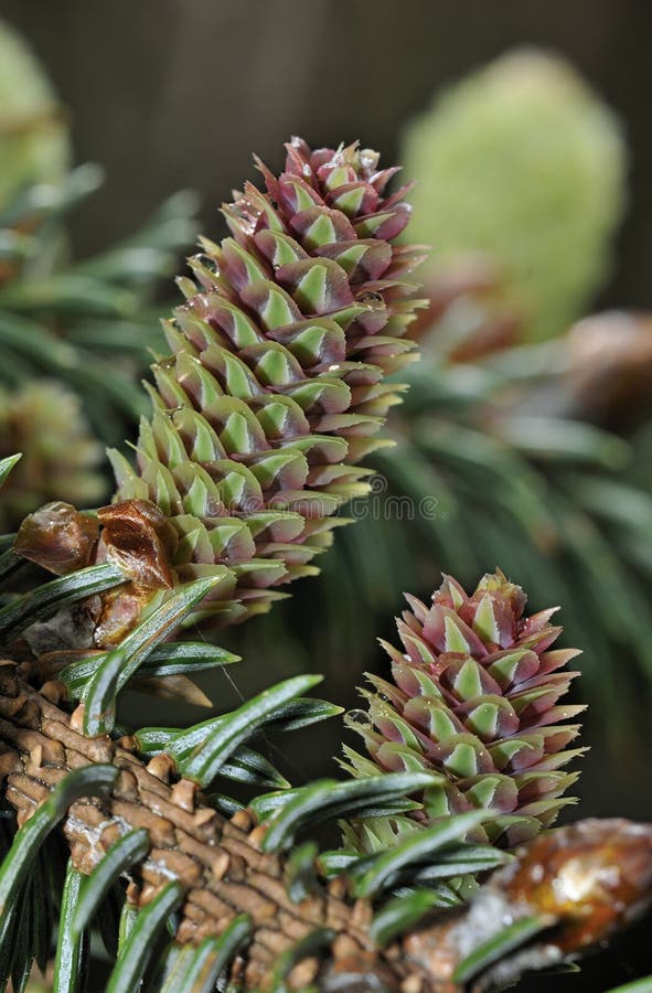 Spruce Tree flower stock photo. Image of dartmoor, forest - 42935454