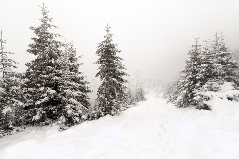 Spruce Tree Foggy Forest Covered by Snow in Winter Landscape. Stock ...
