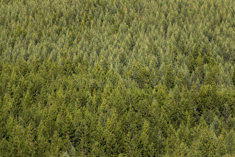 Spruce tree forest stock photo. Image of evergreen, conifer - 58318352