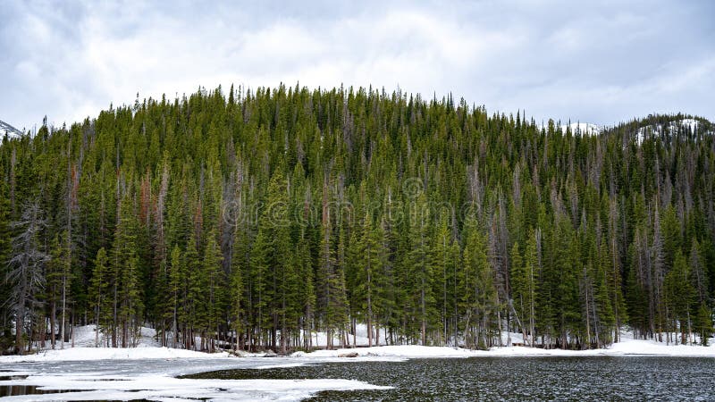 Spruce Tree Forest on the Frozen Lake Shore Stock Photo - Image of ...