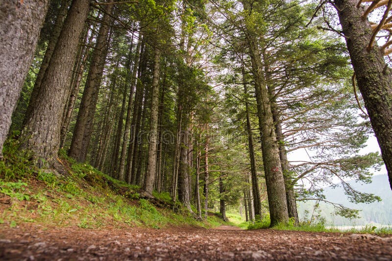 Spruce Tree Forest stock image. Image of outdoors, wilderness - 56935351