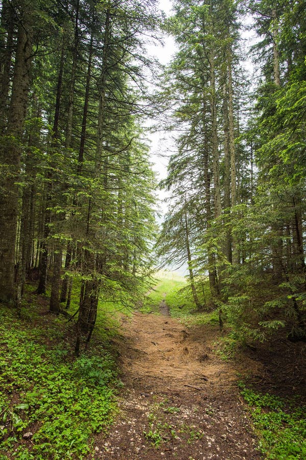 Spruce Tree Forest stock photo. Image of national, fern - 56935694