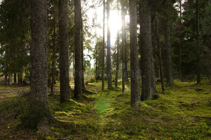 Spruce Tree Forest, Sunbeams through Illuminating Moss Covered Forest ...