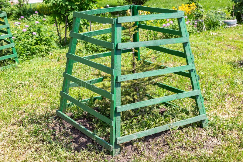 Spruce Tree Growing in a Wooden Protective Crate Stock Photo - Image of ...