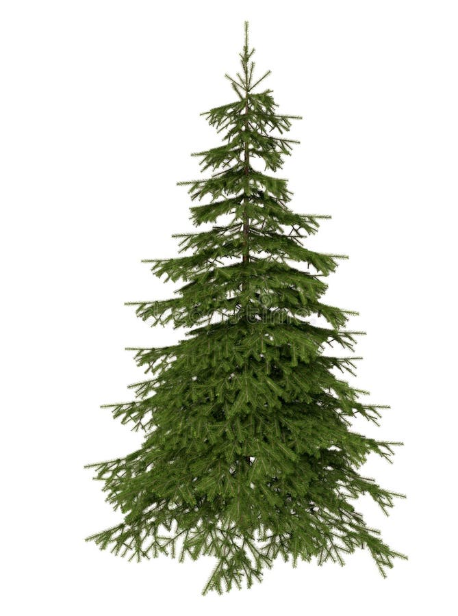 Spruce Tree Isolated on White Background Stock Illustration ...