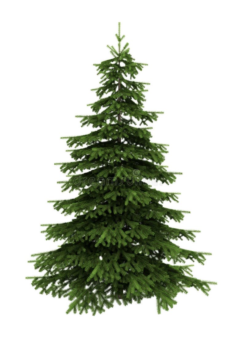 Spruce Tree Stock Illustrations – 185,858 Spruce Tree Stock ...