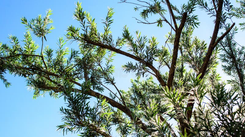 Spruce Tree Leaves stock image. Image of evergreen, outdoor - 60665007