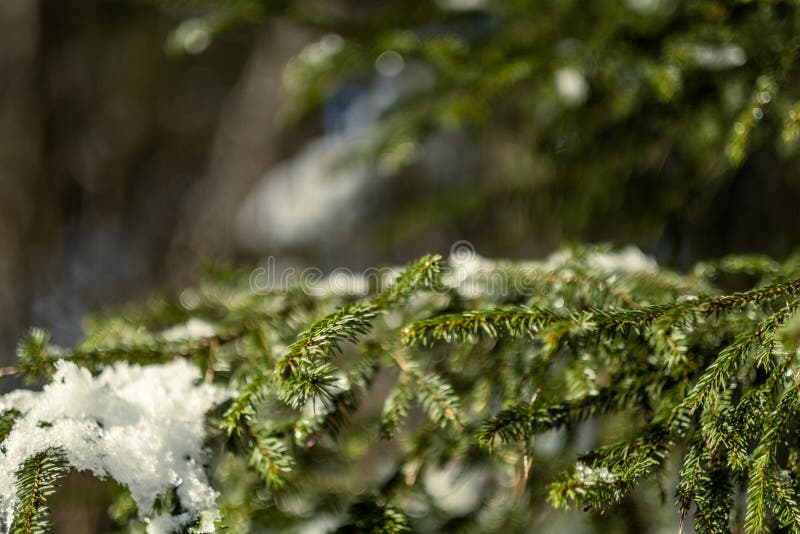 Spruce Tree Leaves and Pins in Sunny Winter Covered with Some Snow and ...