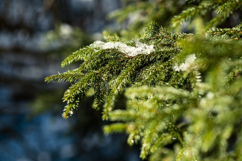 Spruce Tree Leaves and Pins in Sunny Winter Covered with Some Snow and ...