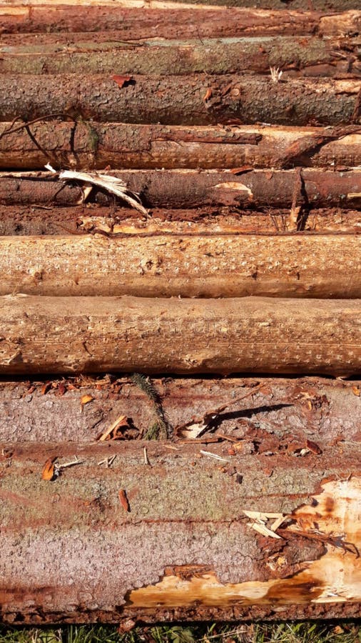 Spruce Tree Logs Background Stock Photo - Image of tree, temple: 284258590