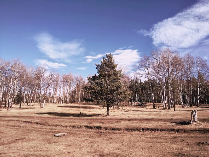 A Spruce Tree on a Meadow in Summer Stock Image - Image of plain, soil ...
