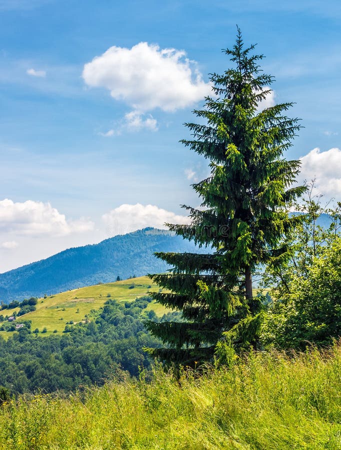 Spruce Tree on a Mountain Hill Side Stock Image - Image of conifer ...