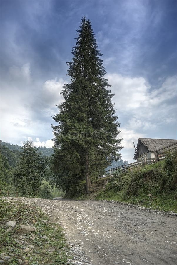 Spruce Tree stock image. Image of range, spruce, contrast - 58523855