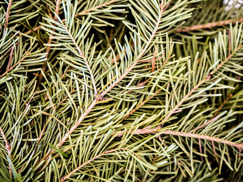 Spruce Tree Needles Texture Image Stock Photo - Image of branches ...