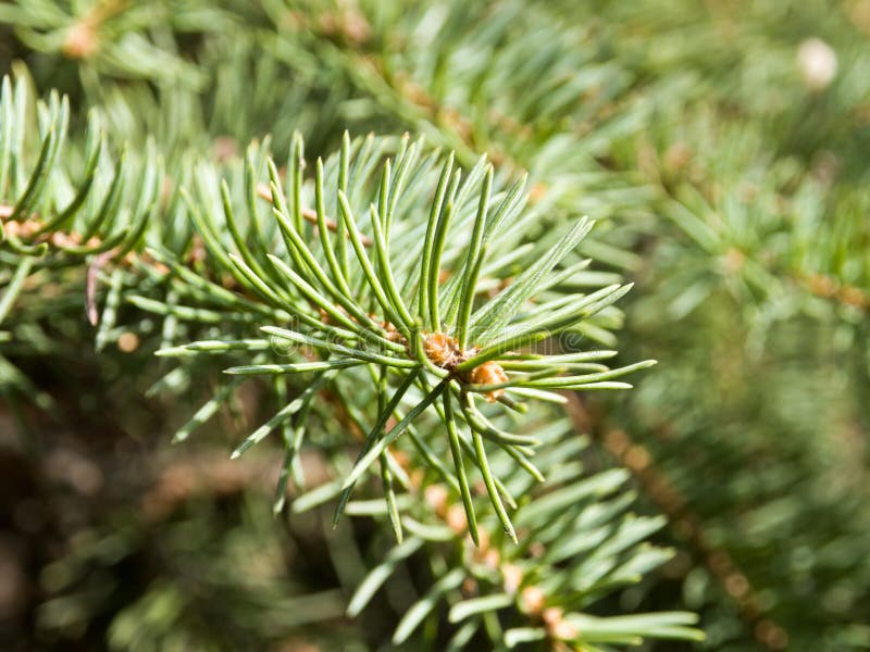 Spruce Tree Needles Texture Image Stock Image - Image of branches ...