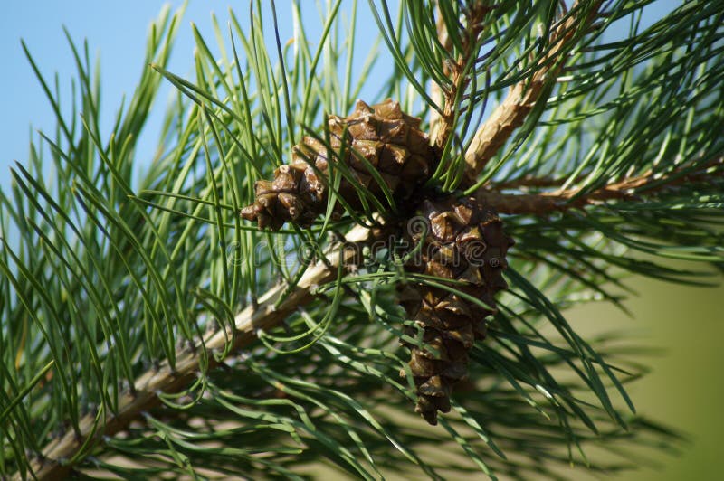 Spruce stock image. Image of spruce, tree, nature, forest - 78907815