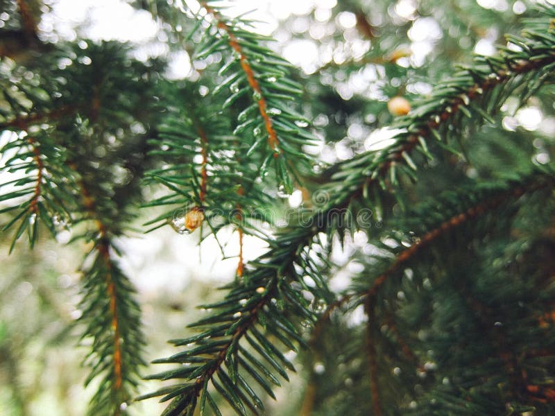 Spruce, Tree, Pine Family, Conifer Picture. Image: 132088297