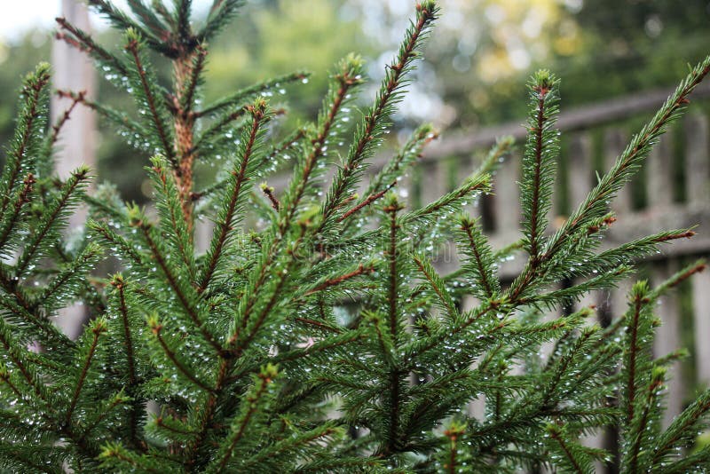A spruce tree after rain stock photo. Image of seasonal - 80161168