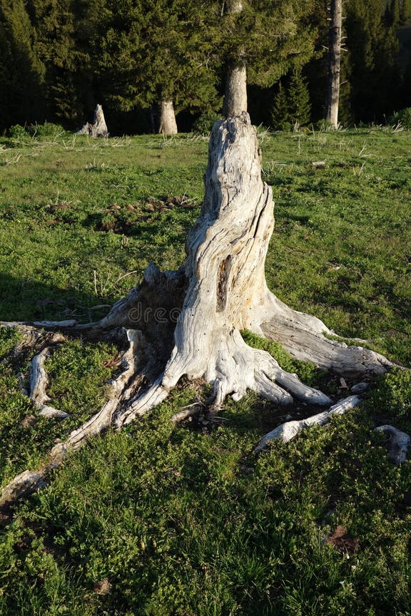 Spruce tree root stock photo. Image of ancient, development - 32341350