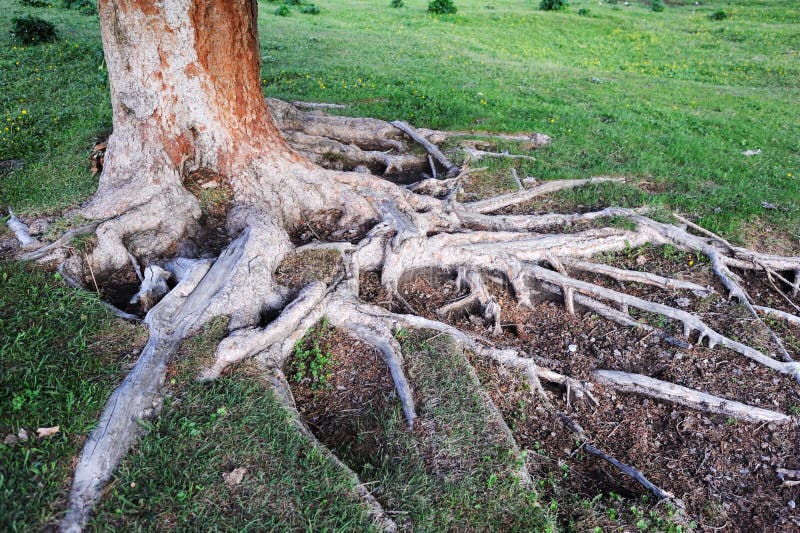 Spruce tree root stock image. Image of growth, forests - 32551949