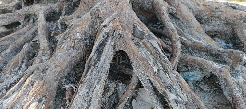 Spruce Tree Roots. Dark Brown, Strong Stock Photo - Image of strong ...