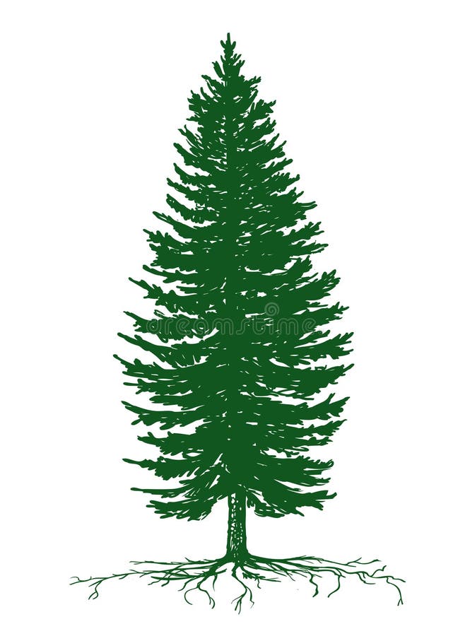 Evergreen Tree Roots Stock Illustrations – 1,178 Evergreen Tree Roots ...