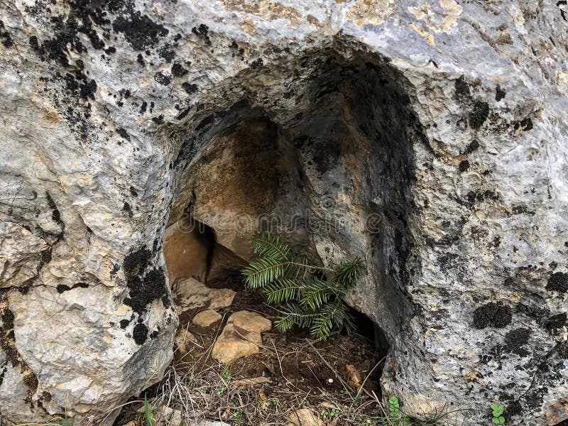 Spruce Tree Sapling Growing and Growing in the Stone Stock Image ...