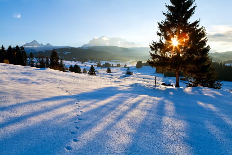 Spruce Tree Shadow at Sunset in Alps Stock Image - Image of germany ...