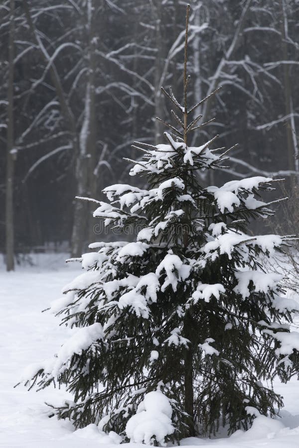 Spruce Tree Snow Covered Closeup Stock Image - Image of flora, green ...