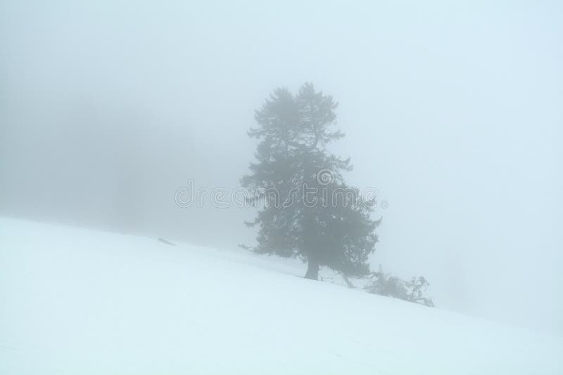 Spruce Tree on Snow in Dense Fog Stock Photo - Image of mist, simple ...