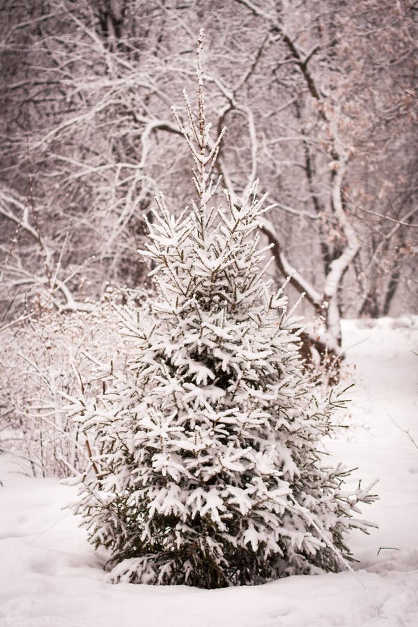 Spruce Tree with Snow Winter. Stock Image - Image of grow, nature: 95088199