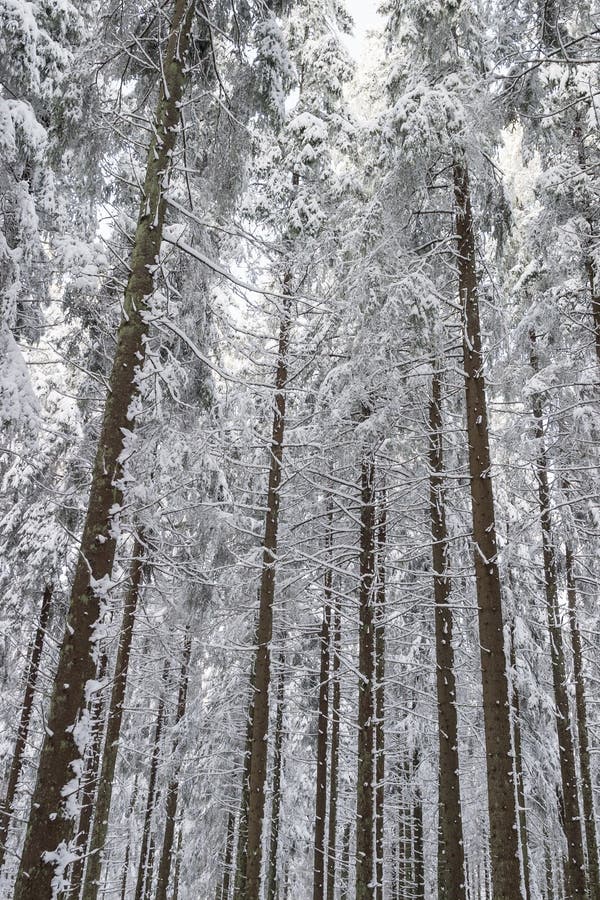 Spruce tree in snow woods stock photo. Image of tree - 34154838