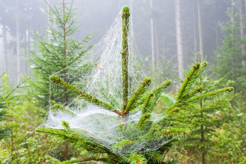 Spruce Tree with Spider Web in a Forest Stock Image - Image of ...