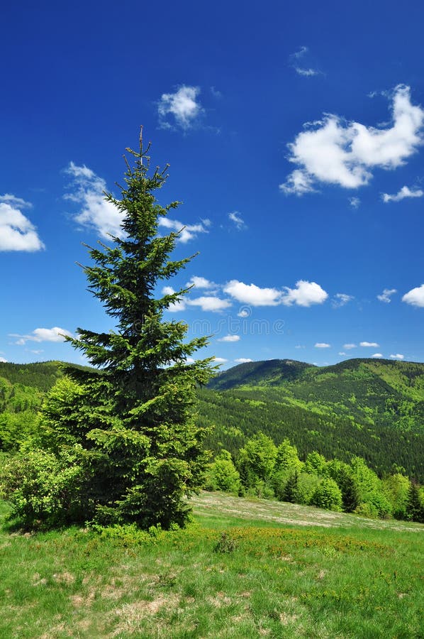 Spruce trees nursery stock photo. Image of trees, nature - 20450846