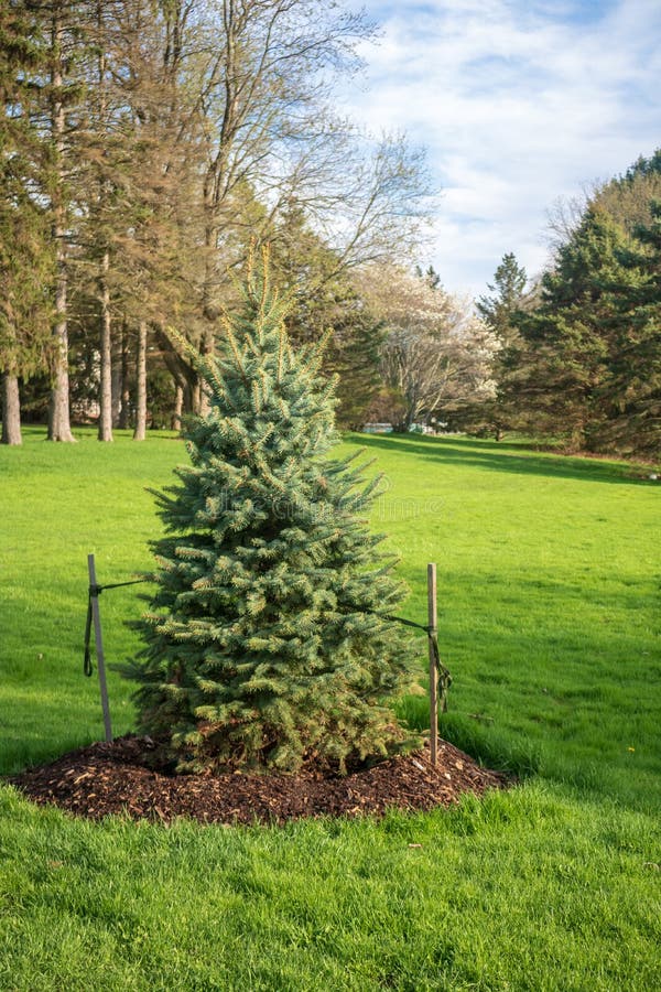 Spruce Tree Staked so it Grows Straight Stock Photo - Image of trees ...
