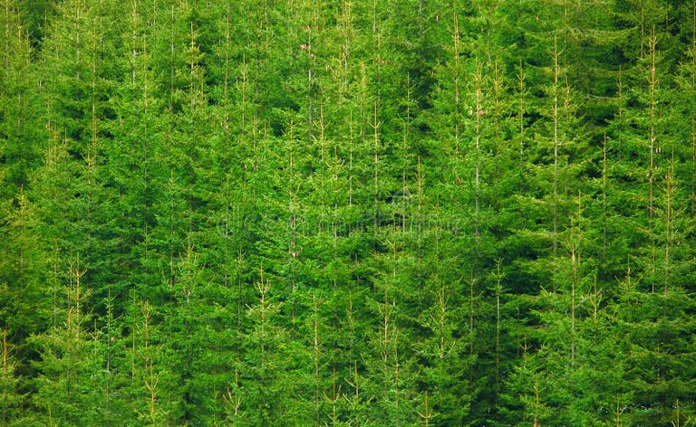 50,244 Spruce Wood Texture Stock Photos - Free & Royalty-Free Stock ...