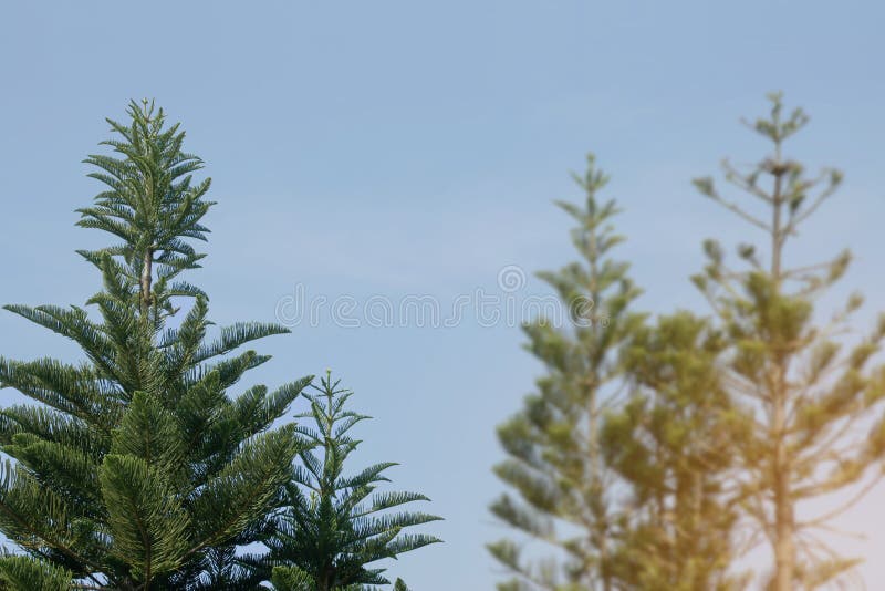 Spruce Tree Tips with Blue Sky Background Stock Image - Image of fresh ...