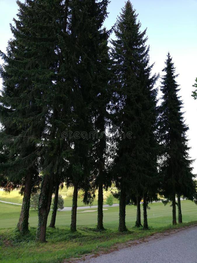 Spruce tree stock image. Image of stand, toll, tree - 115478577