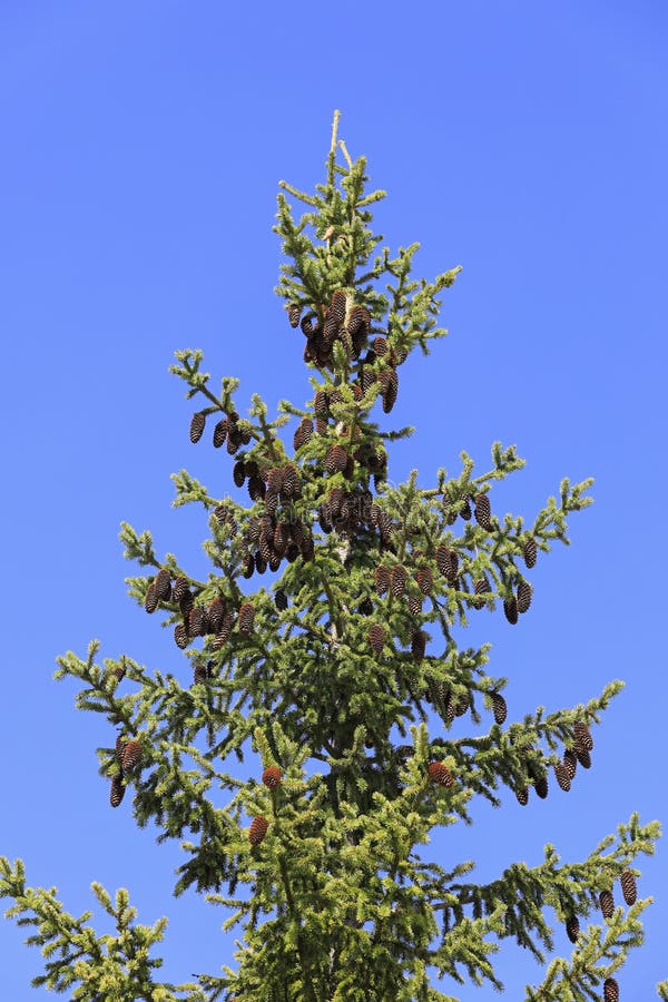Spruce Tree Top with Cones stock photo. Image of season - 193180714