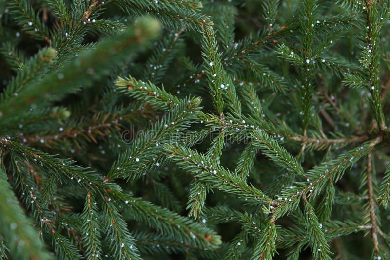 Spruce tree top view. stock image. Image of snowflakes - 82142933