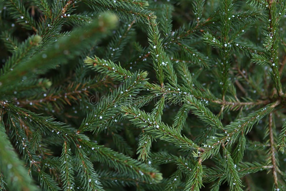 Spruce tree top view. stock image. Image of snowflakes - 82142933