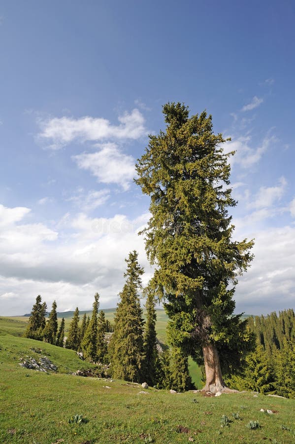 Spruce tree root stock image. Image of growth, forests - 32551949 Spruce tree root stock image. Image of growth, forests - 32551949