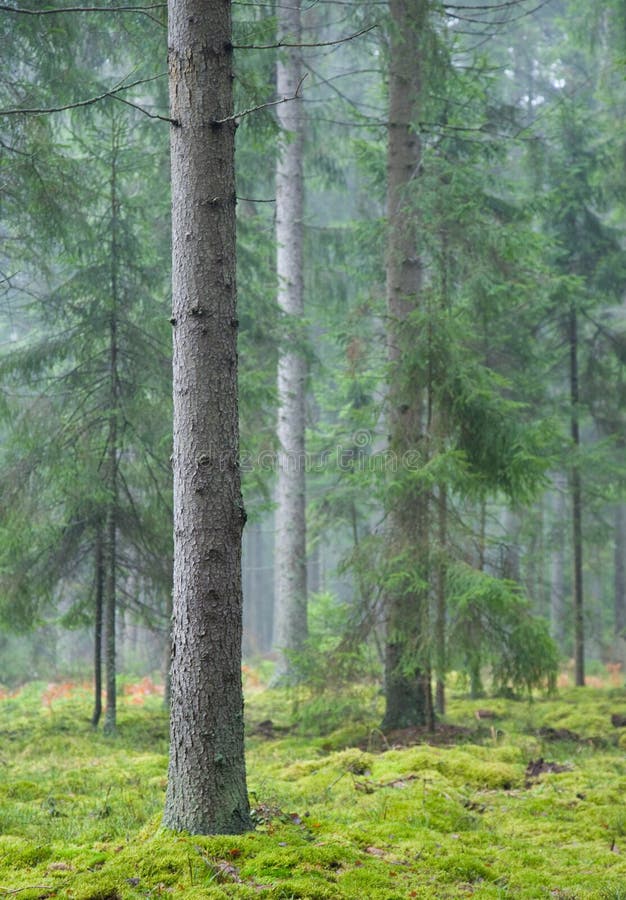 Spruce Tree Trunk Aginst Forest Background Stock Image - Image of woods ...