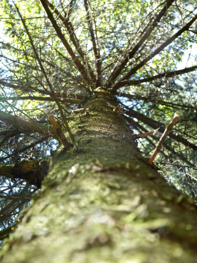 Spruce Tree Trunk, View from Below Stock Image - Image of large ...