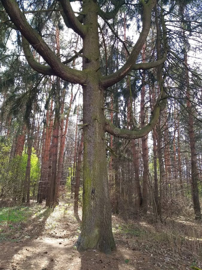 Spruce Tree the Trunk of an Old Mighty Tree with Large Side Branches ...
