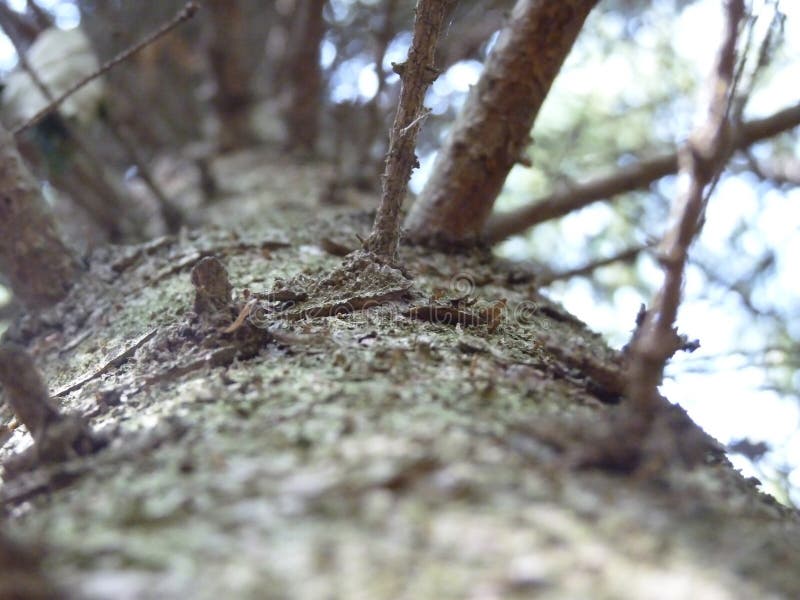 Spruce Tree Trunk, View from Below Stock Image - Image of needles, park ...