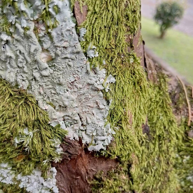 Spruce Tree Trunks Have Spots of Tosca Blue Fungus and Moss Stock Photo ...